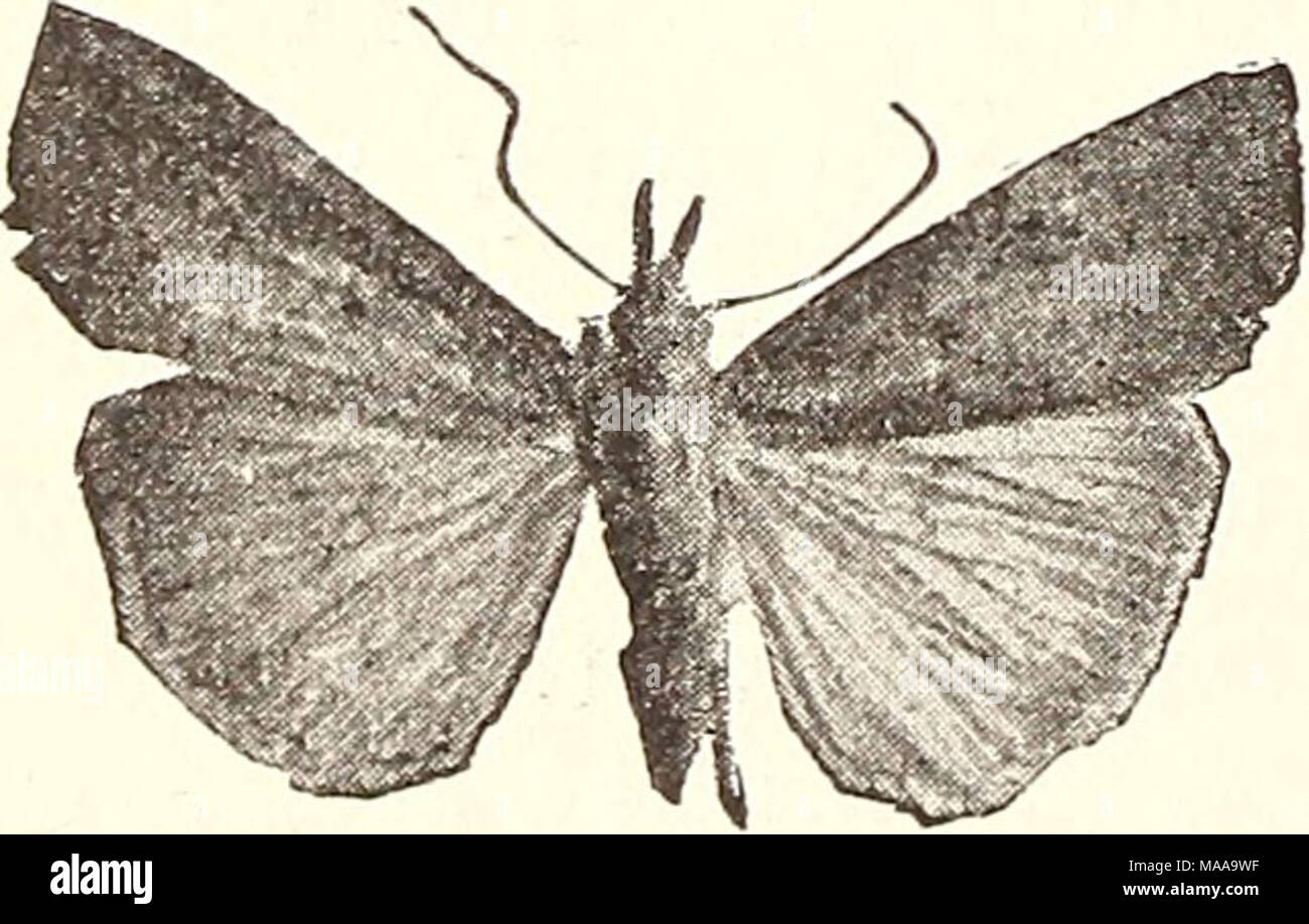 . Economic entomology for the farmer.. . Hypena humnH, moth. hop-vine ...