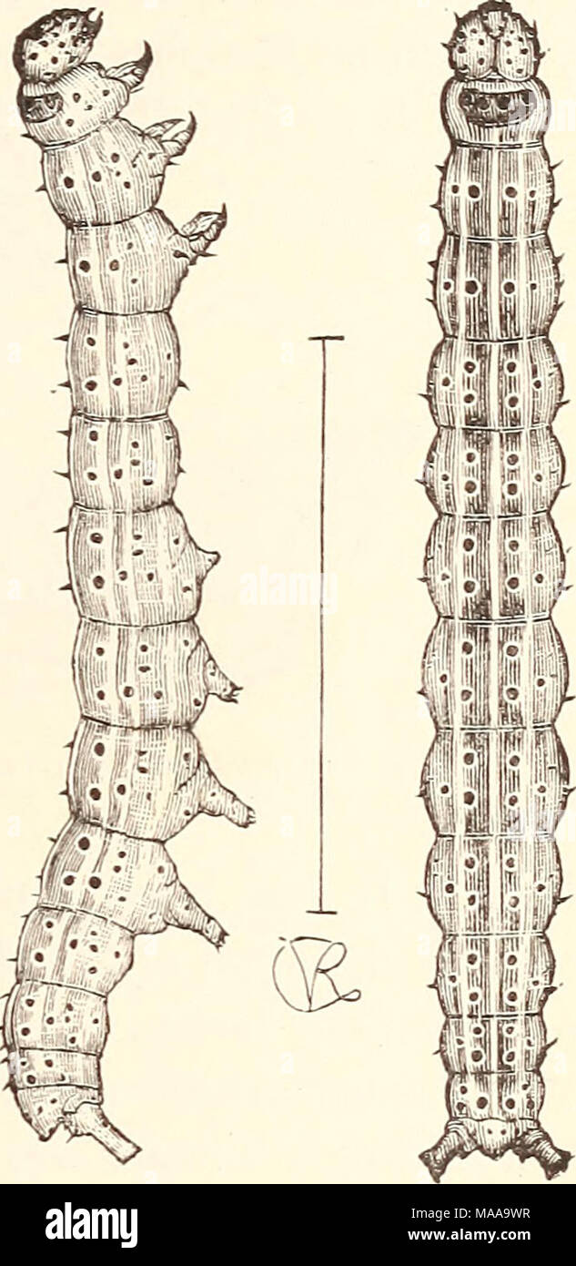 . Economic entomology for the farmer.. . Cotton-worms, from above. side ...