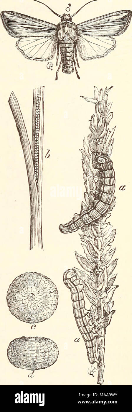 . Economic entomology for the farmer.. . The wheat-head army-worm.— a ...