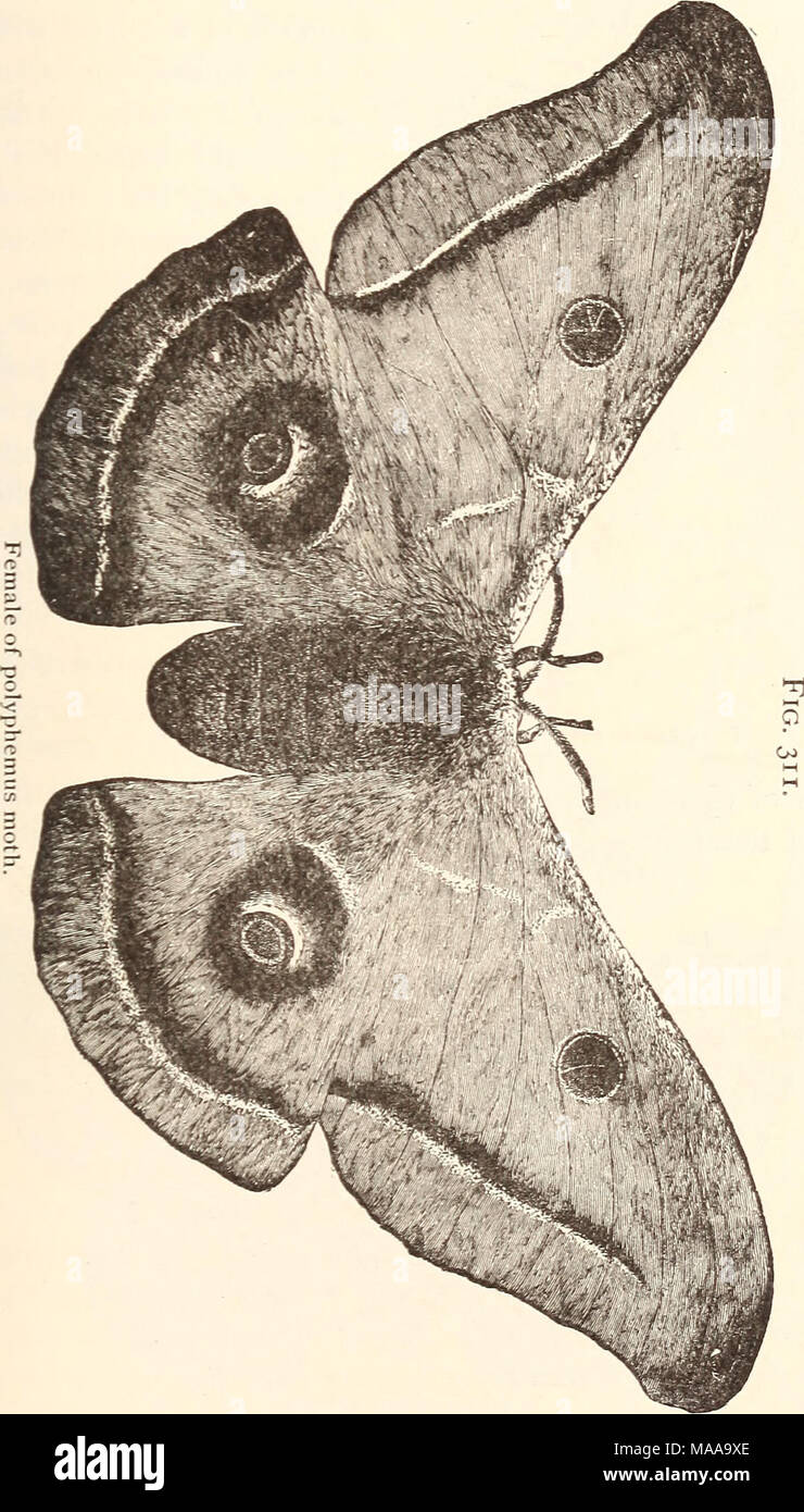 Io moth automeris io hi-res stock photography and images - Alamy