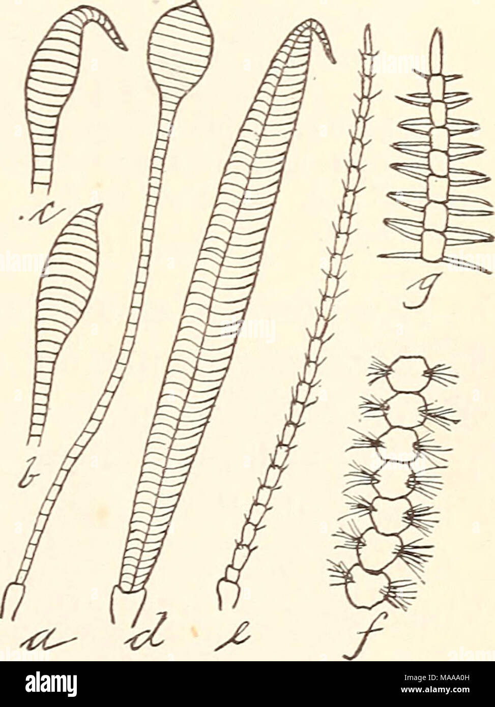 . Economic entomology for the farmer.. . Antennae in Lepidoptera. — a ...