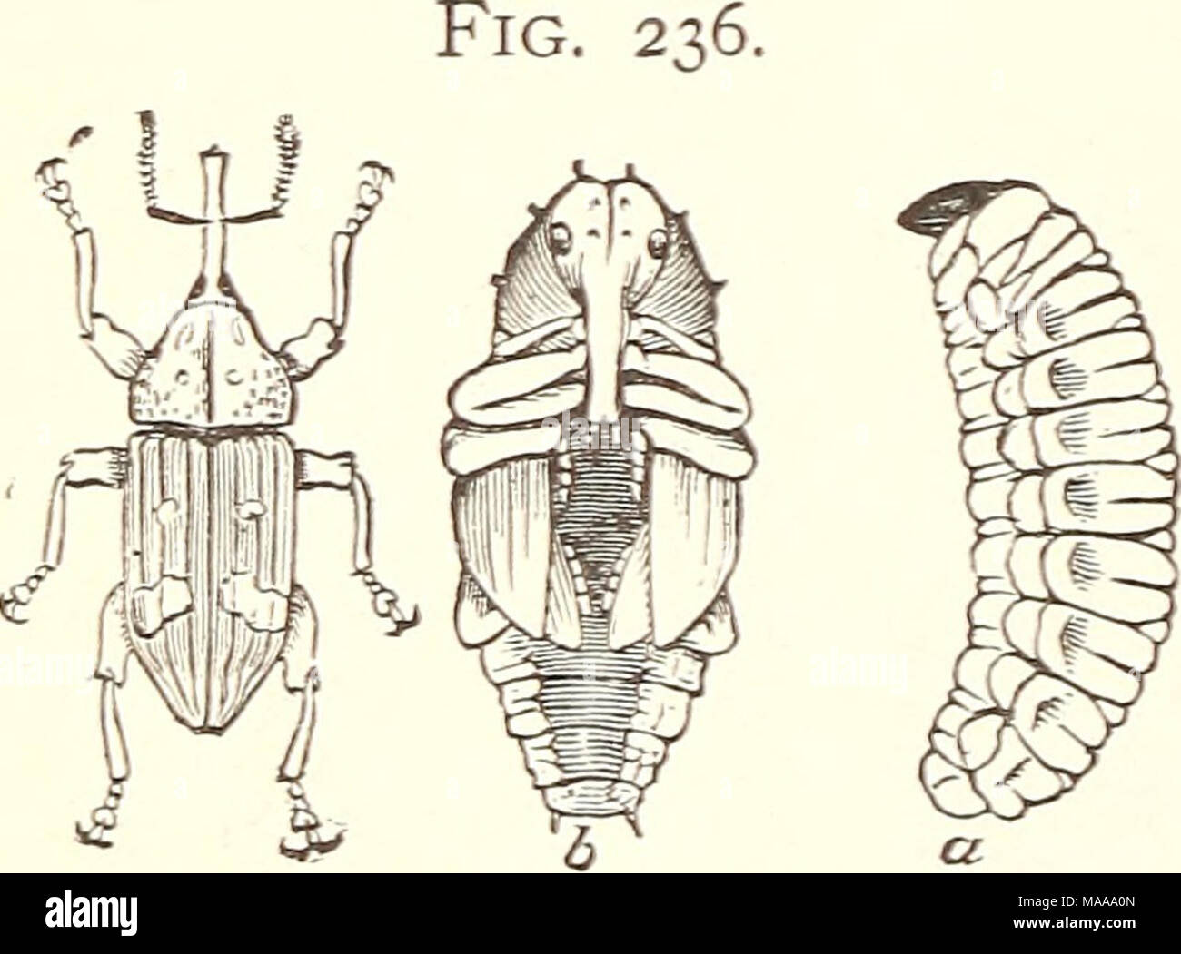 . Economic entomology for the farmer.. . White-pine weevil, Pissodes ...