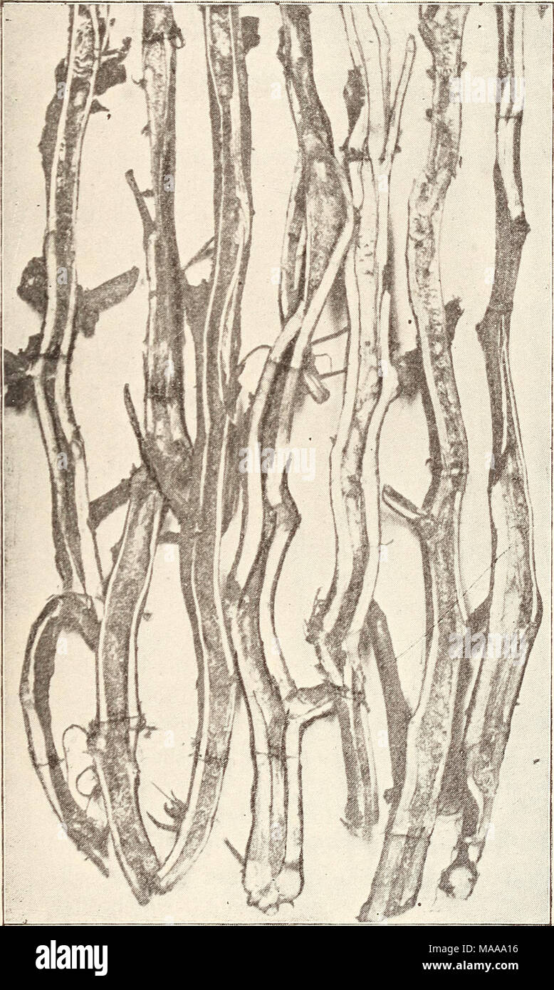. Economic entomology for the farmer.. . Work of the potato-stalk borer ...