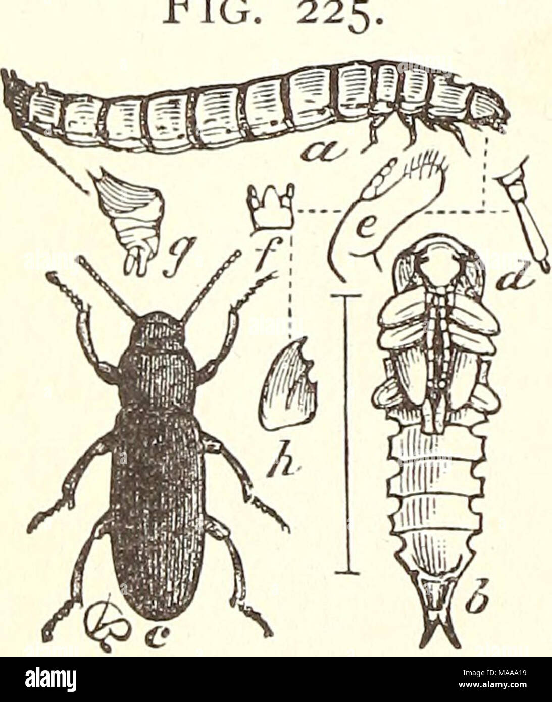 . Economic entomology for the farmer.. . The meal-worm, Tenebrio ...
