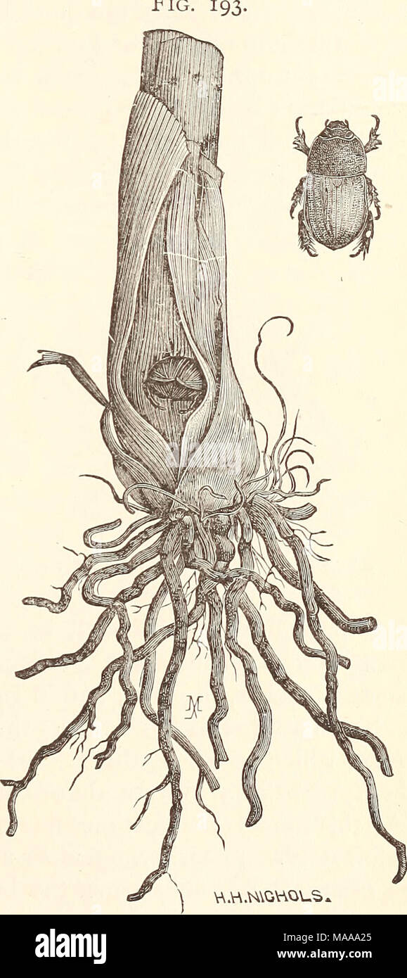 . Economic entomology for the farmer.. . Ligyrus rugiceps.—The beetle ...