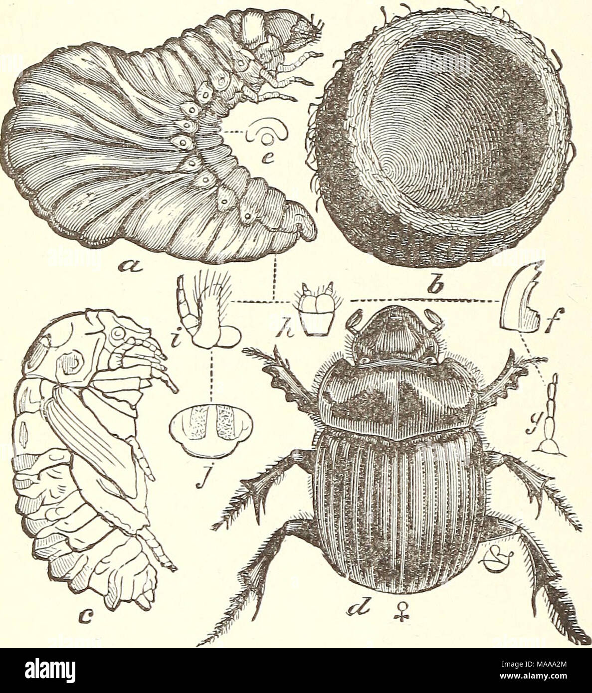 . Economic entomology for the farmer.. . A "tumble-bug," Copris carolma ...