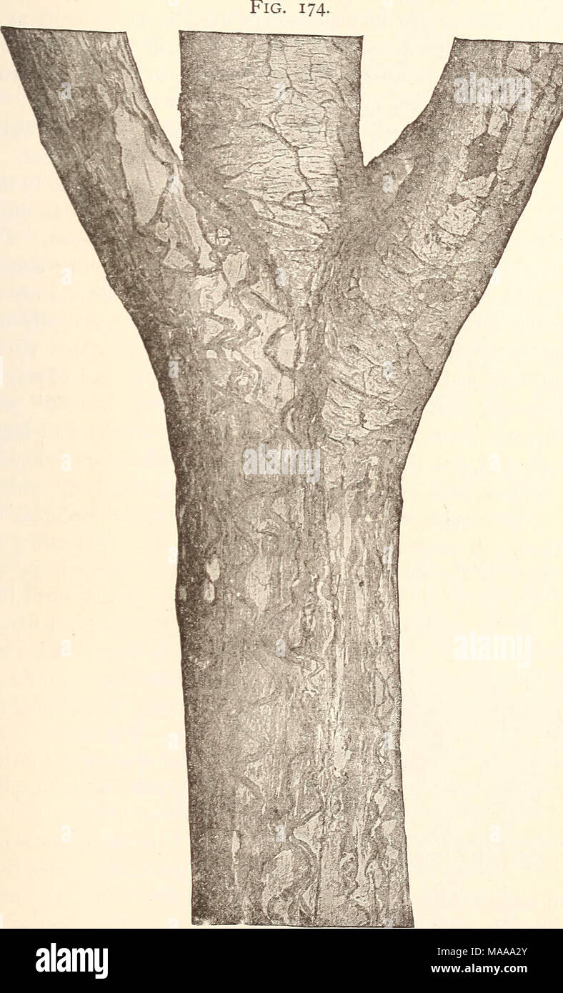 . Economic entomology for the farmer.. . Work of the sinuate pear-borer ...