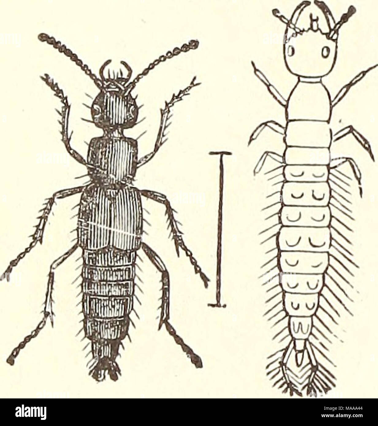 . Economic entomology for the farmer.. . Rove-beetle and its larva. the ...