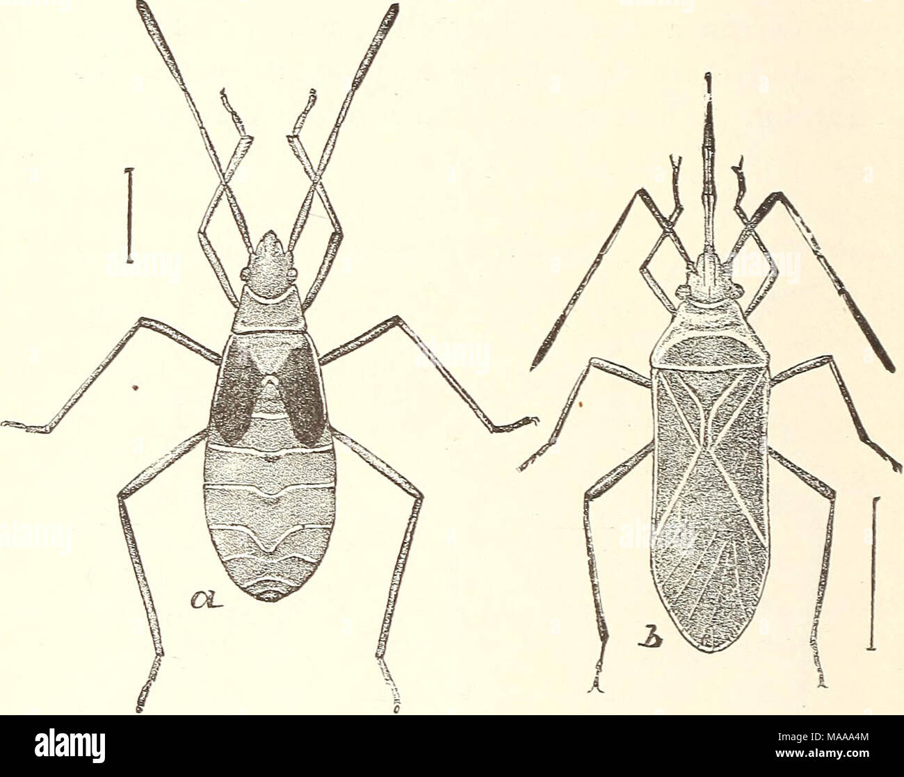 . Economic entomology for the farmer.. . Dysdercus siiturellus.—a, pupa ...