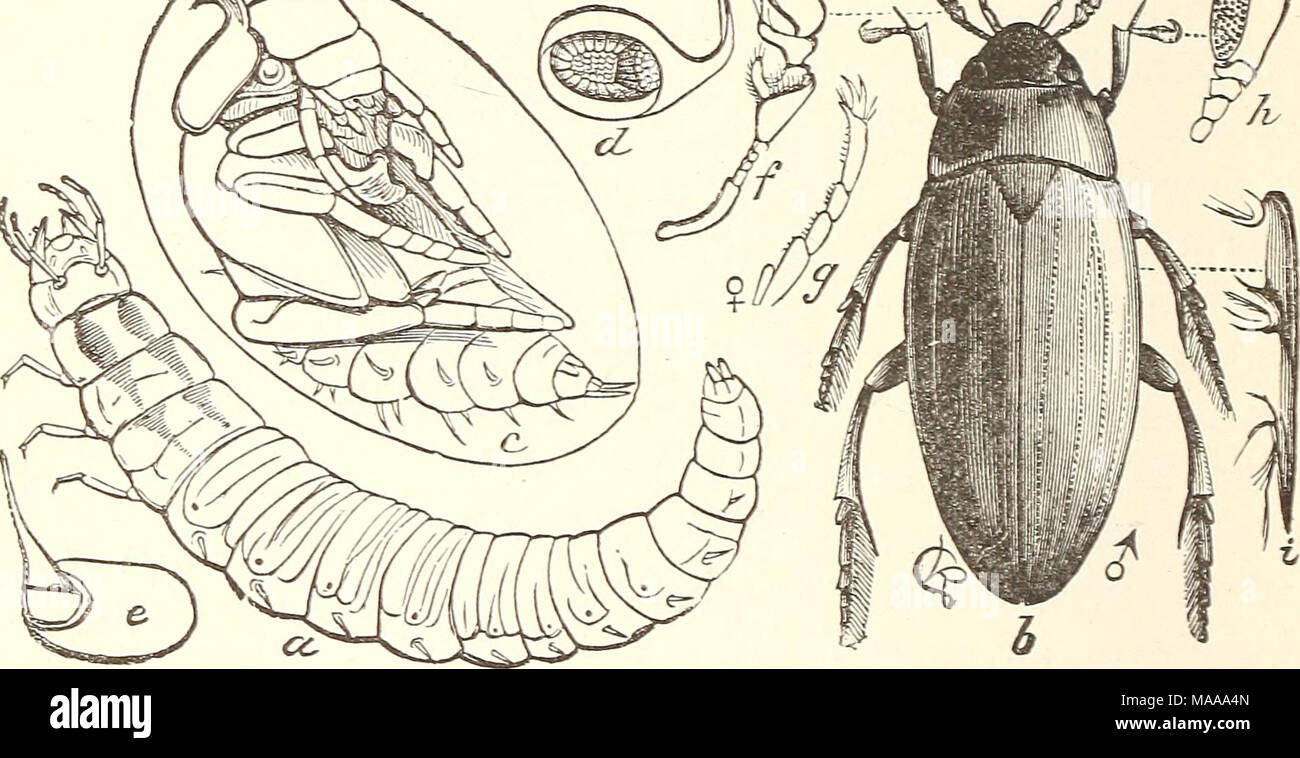 . Economic entomology for the farmer.. . A water-scavenger, Hydrophilus ...