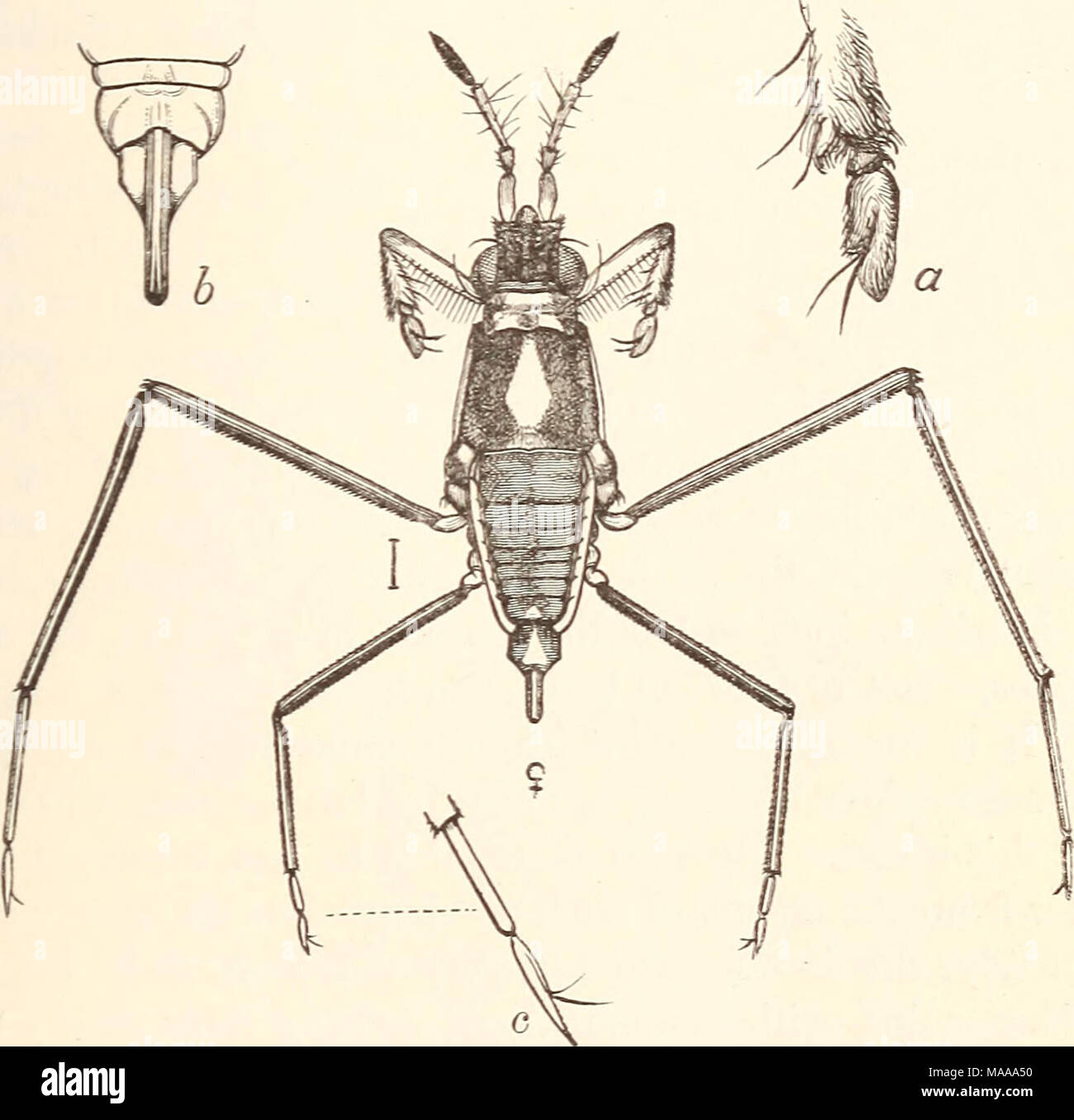 . Economic entomology for the farmer.. . A water-strider, Rheumatobates ...