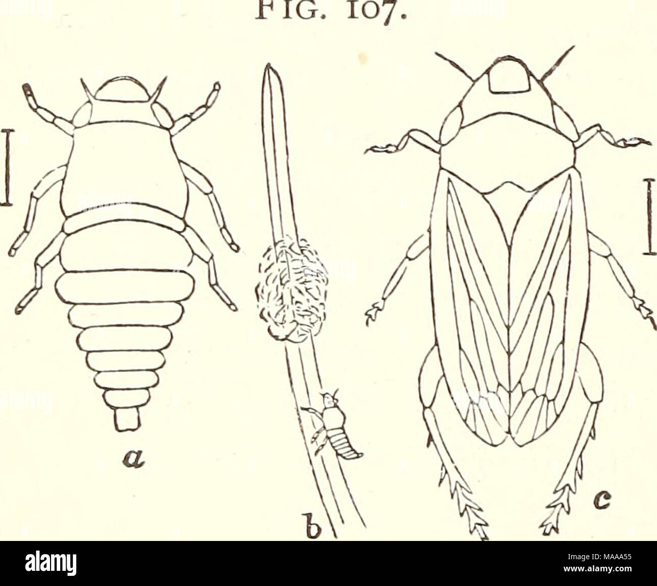 . Economic entomology for the farmer.. . ^4 larva, en- larged; 5, same ...