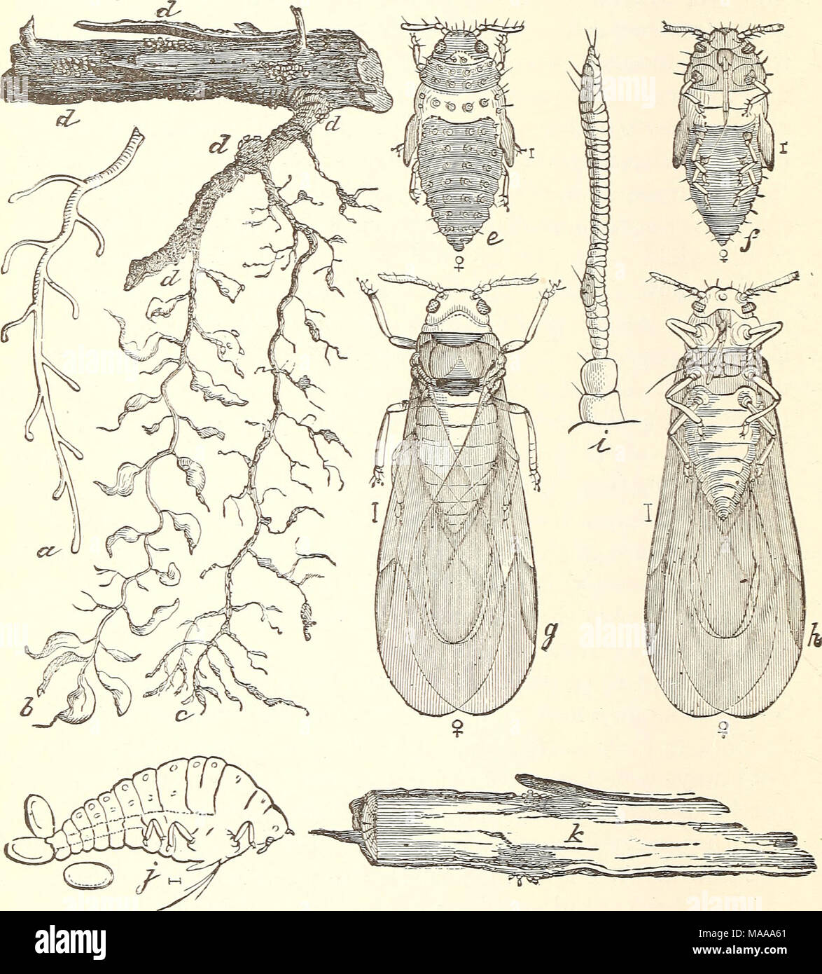 . Economic entomology for the farmer.. . Phylloxera vastatrix.—a ...