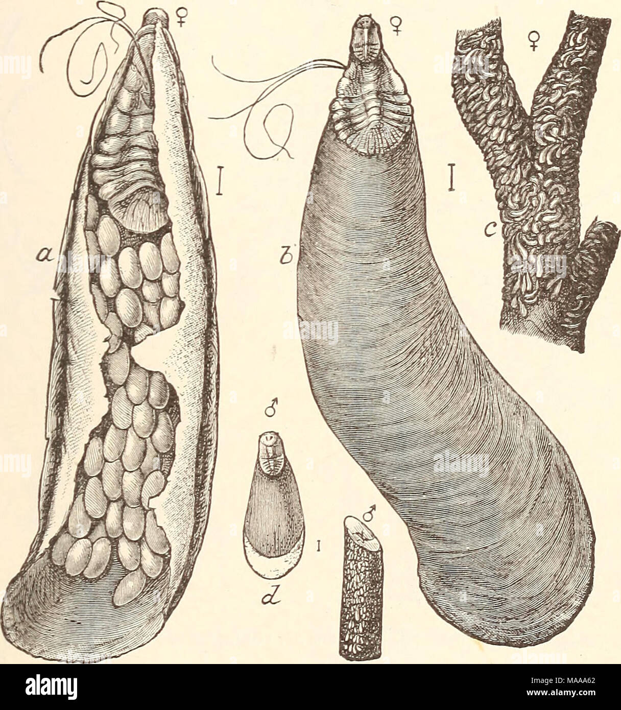 Bark lice hi-res stock photography and images - Alamy