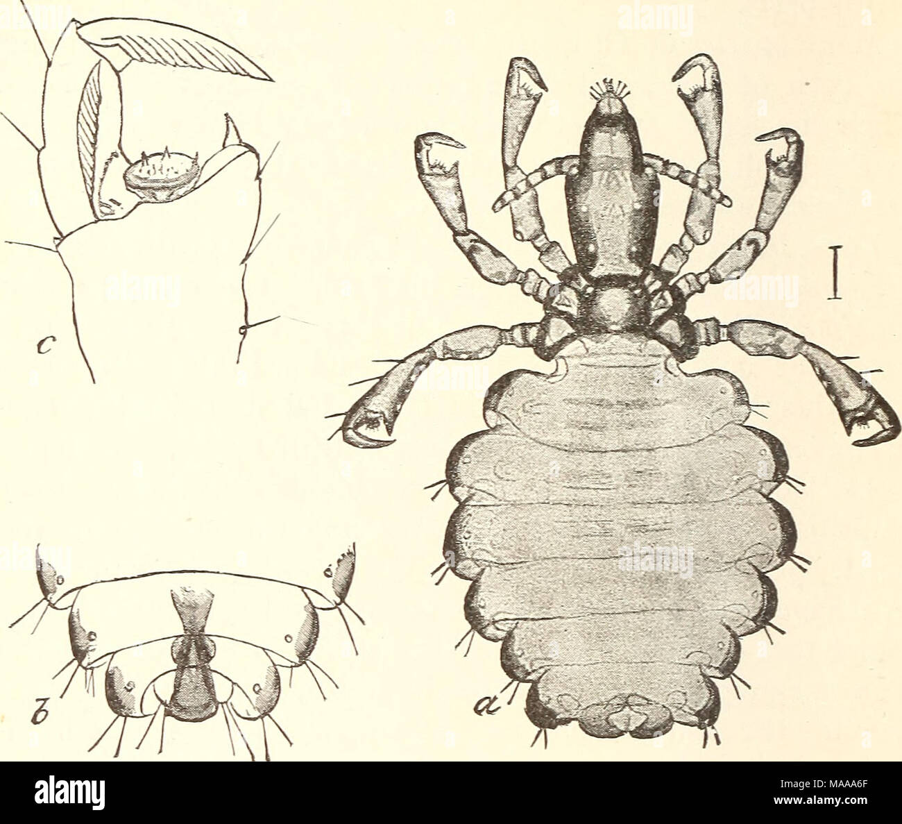 . Economic entomology for the farmer.. . Hog-louse, Hizmatopvius urius ...