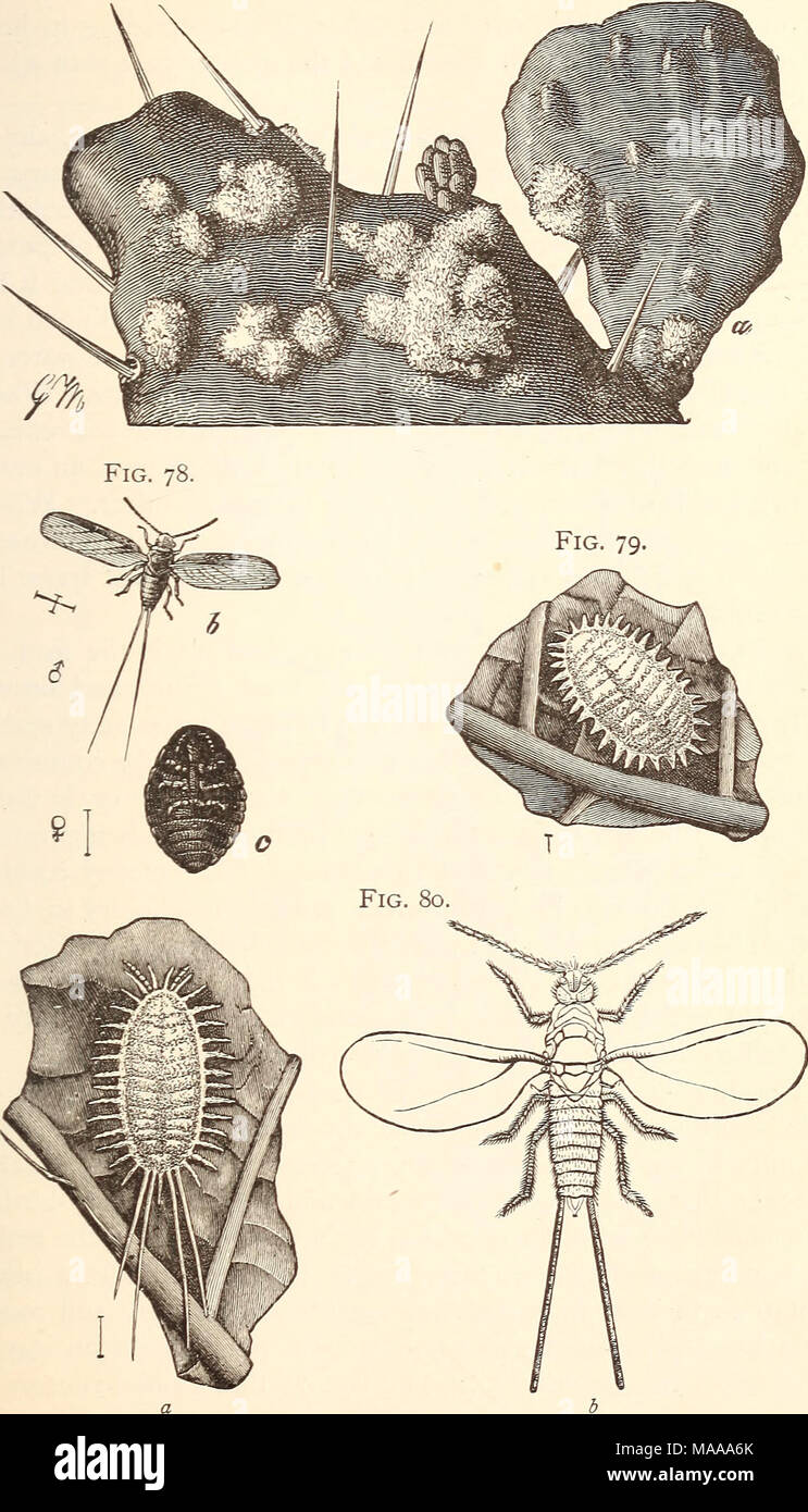 . Economic entomology for the farmer.. . Cochineal and mealy bugs.—Fig ...
