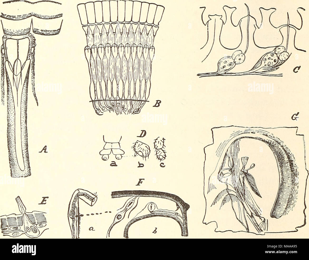 Bee simple eyes hi-res stock photography and images - Alamy