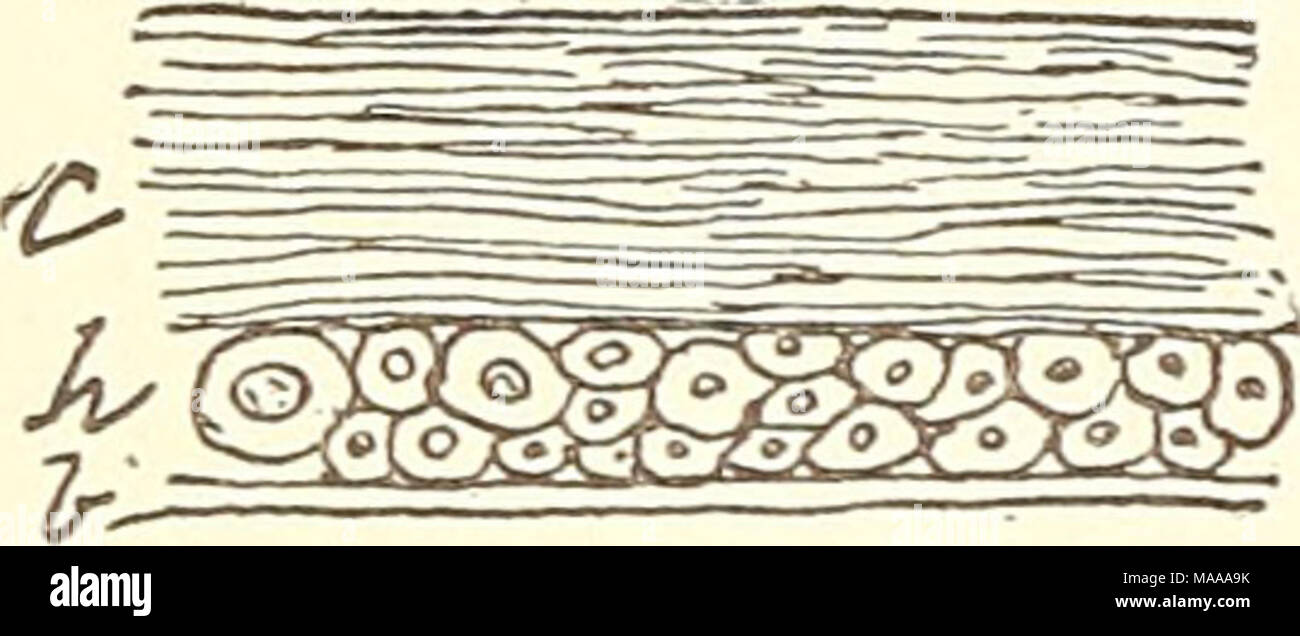 . Economic entomology for the farmer.. . Section through insect crust ...