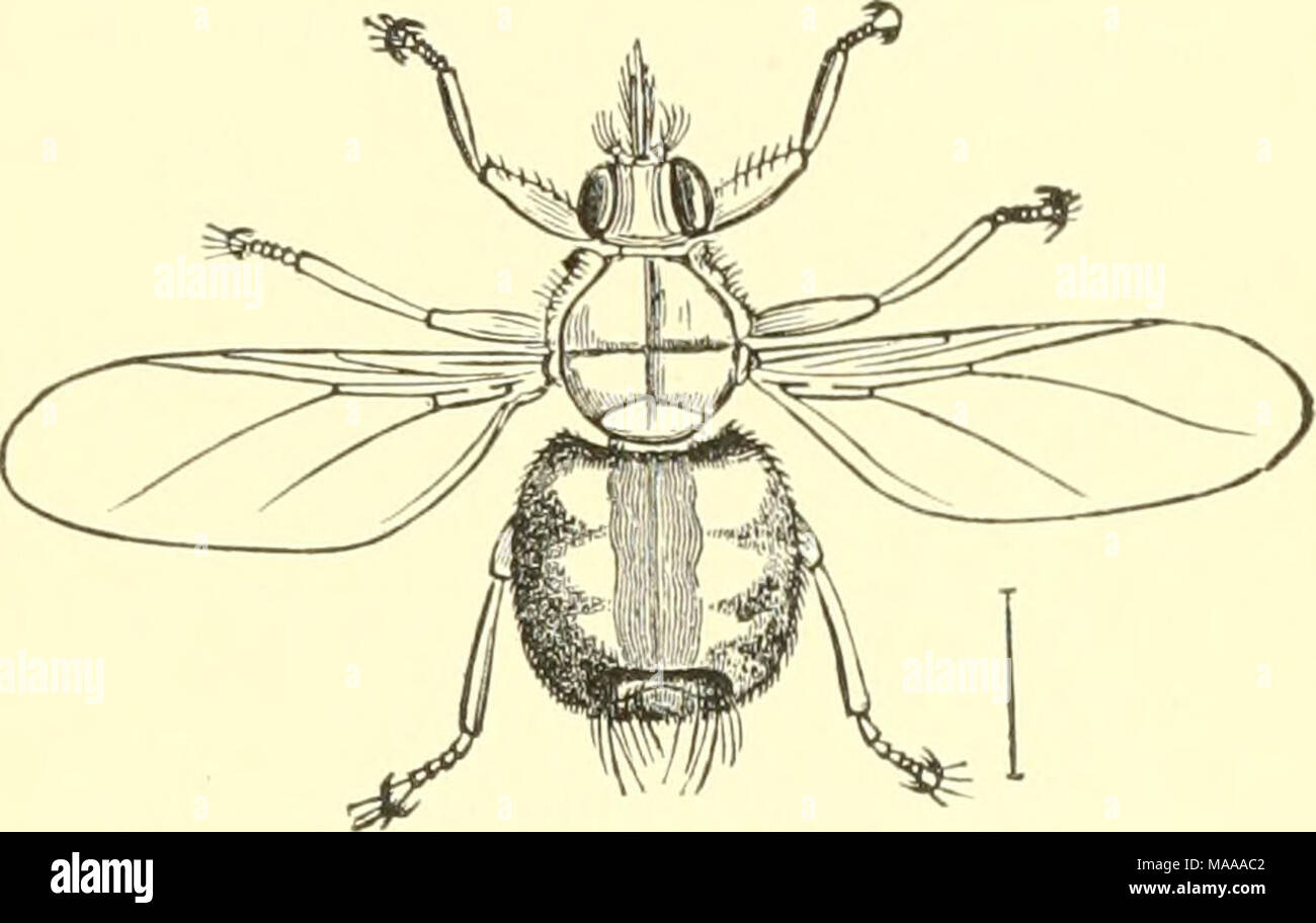 Louse flies hi-res stock photography and images - Alamy