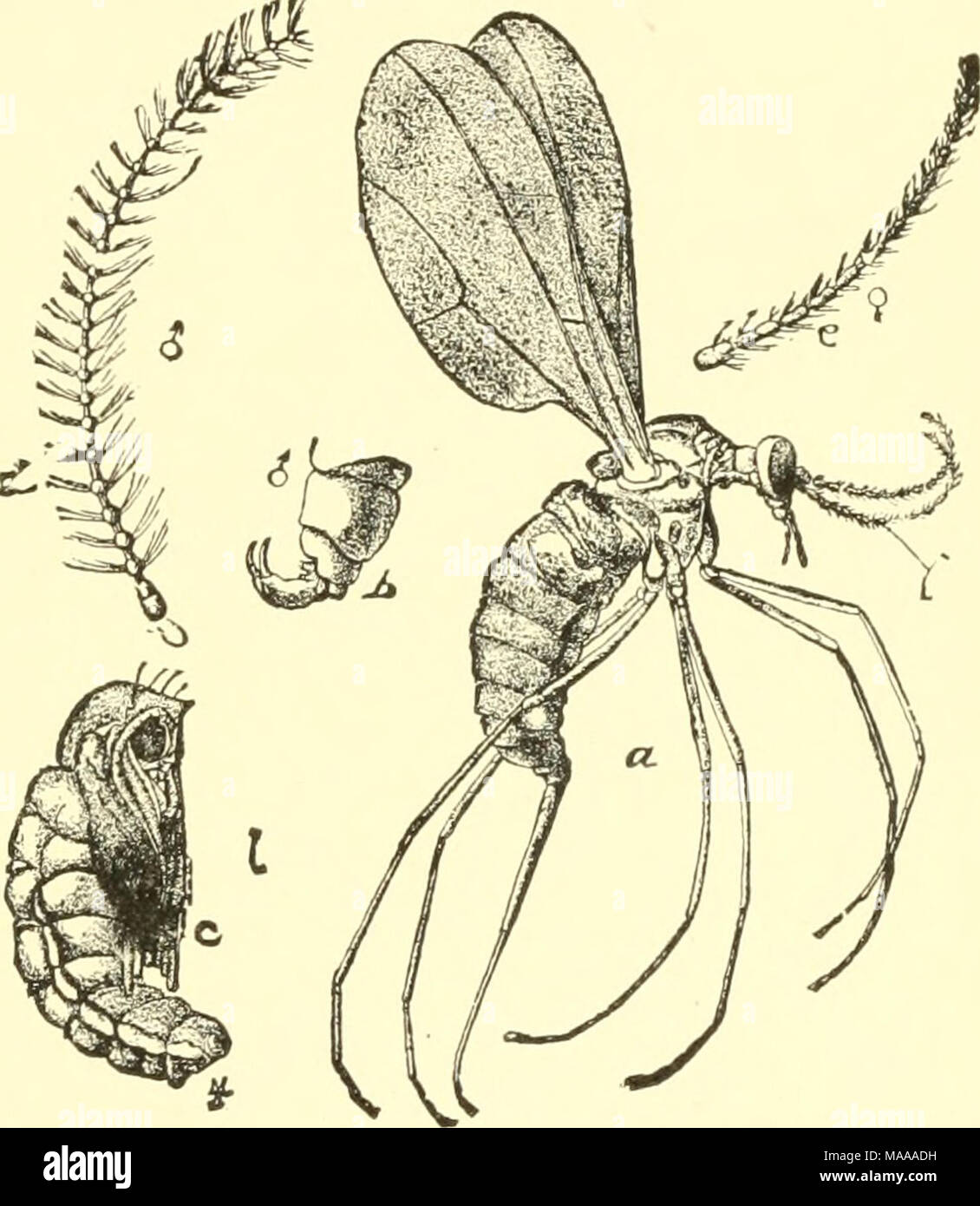 . Economic entomology for the farmer and the fruit grower, and for use ...