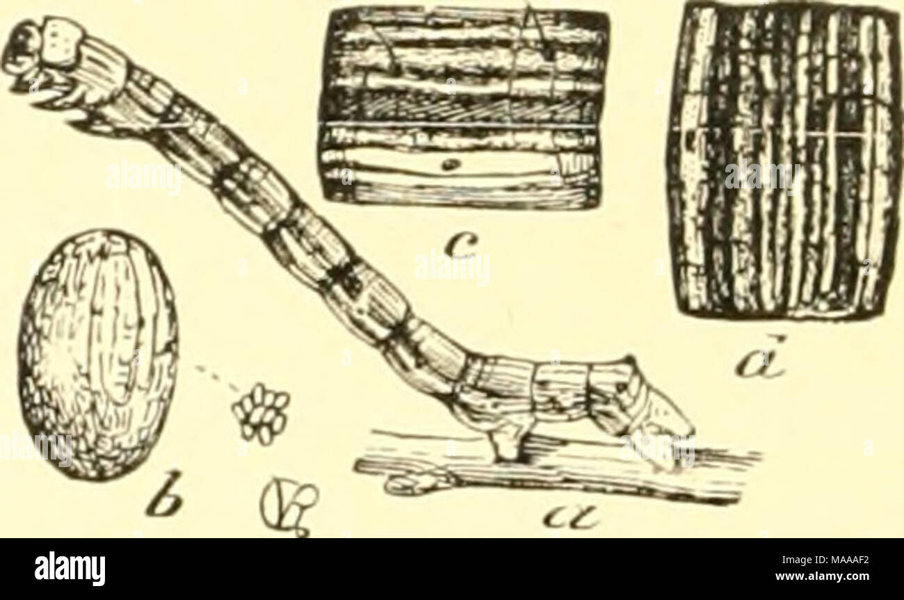 Canker worm hi-res stock photography and images - Alamy