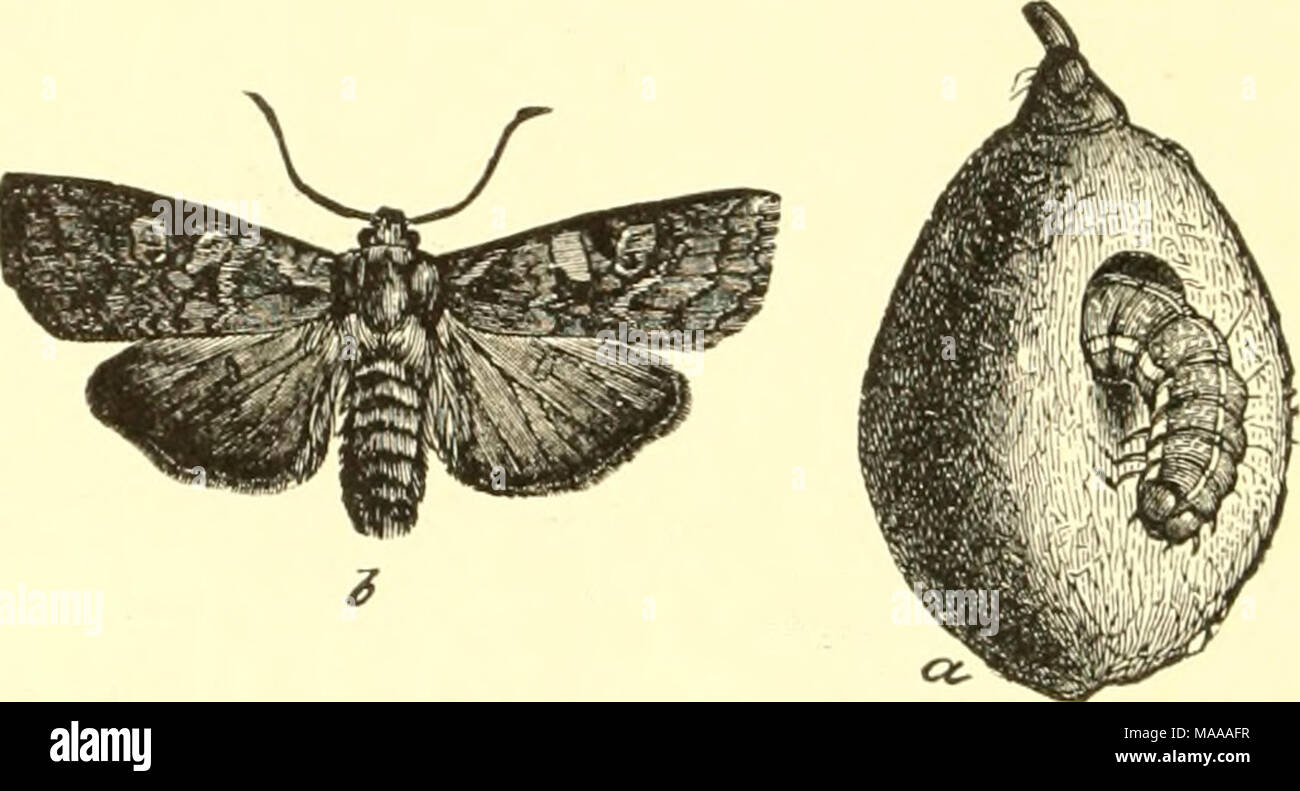 Riley moth hi-res stock photography and images - Alamy