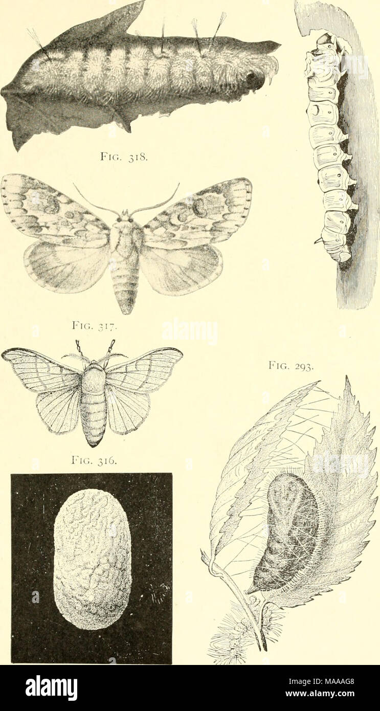 Male gypsy moth hi-res stock photography and images - Alamy