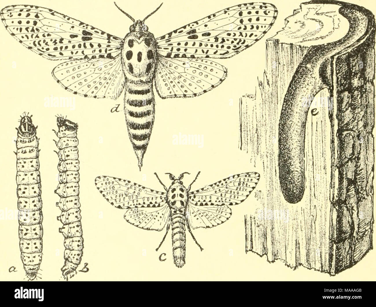 Leopard moth caterpillar hi-res stock photography and images - Alamy
