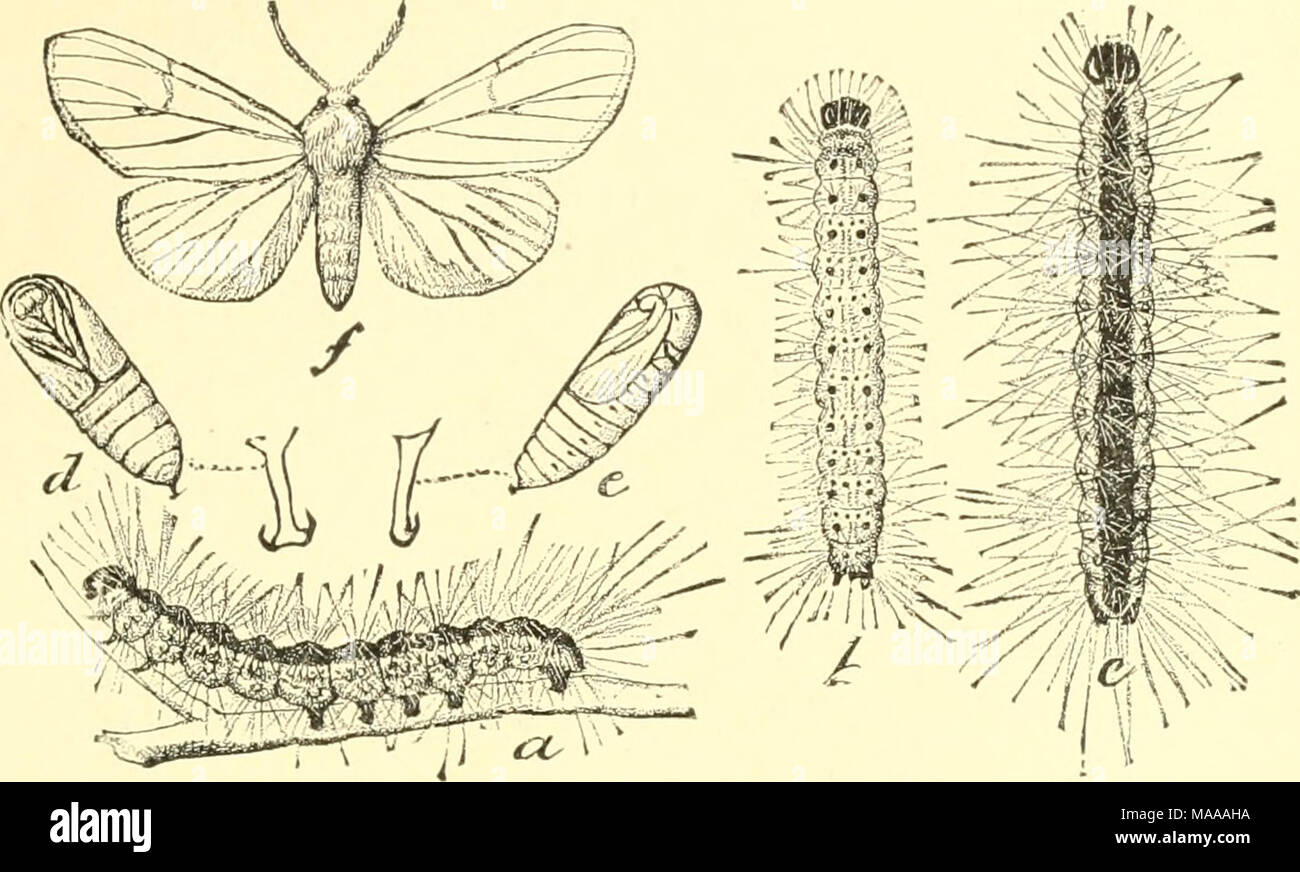 . Economic entomology for the farmer and the fruit grower, and for use ...