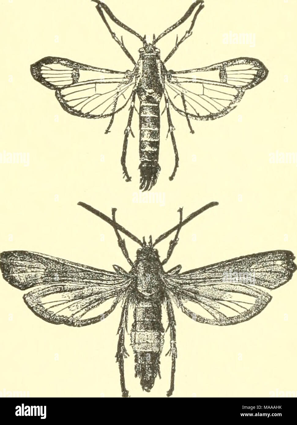 Peach borer hi-res stock photography and images - Alamy