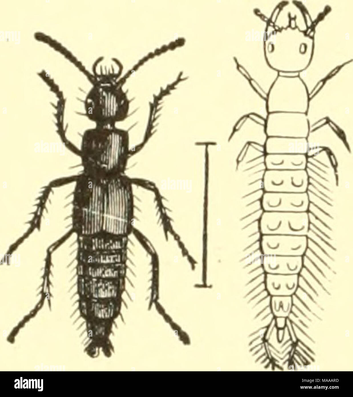 Larva of rove beetle hi-res stock photography and images - Alamy