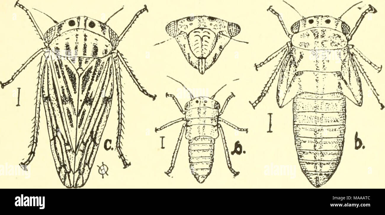 Jassid High Resolution Stock Photography and Images - Alamy