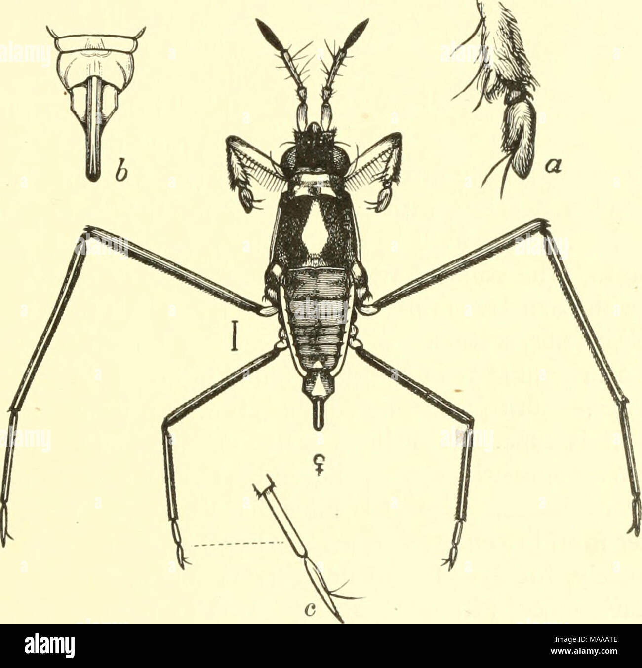 Floating dead fish land hi-res stock photography and images - Alamy