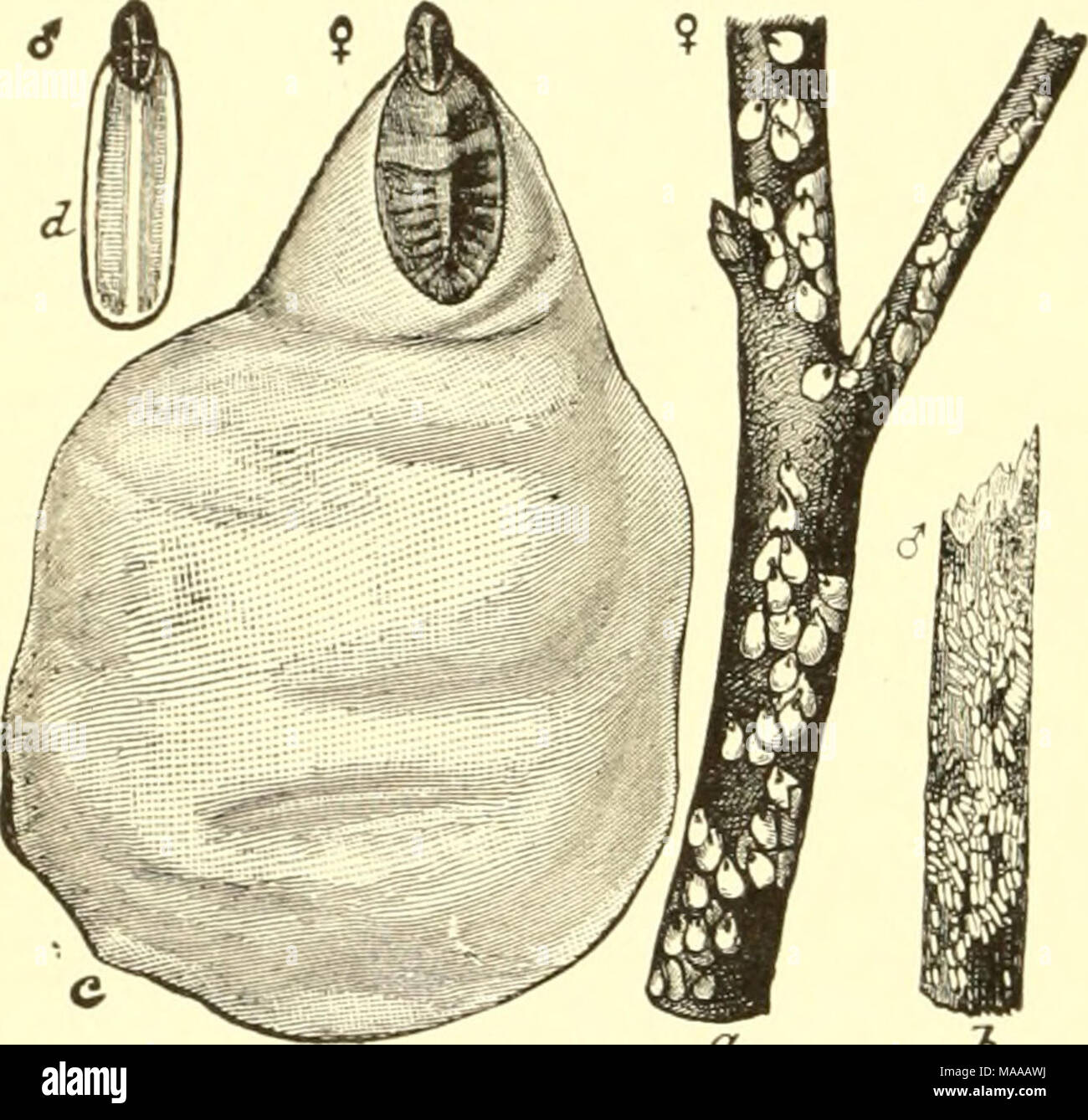 . Economic entomology for the farmer and the fruit grower, and for use ...