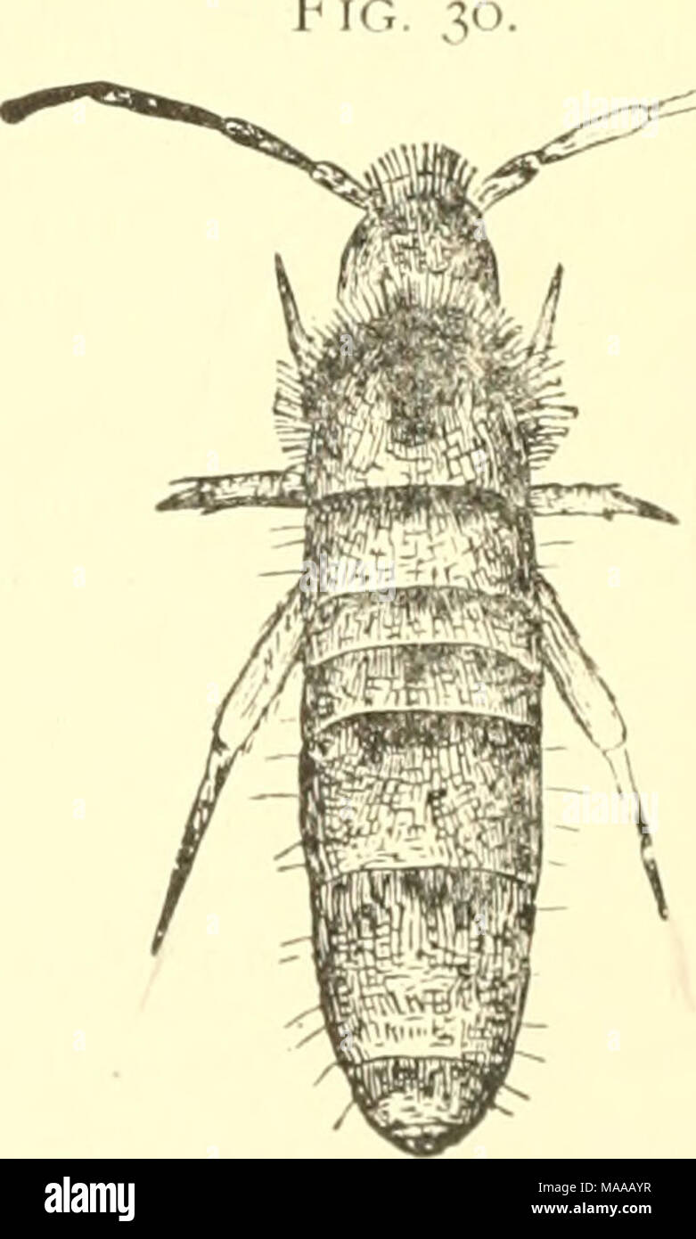 Podurid hi-res stock photography and images - Alamy