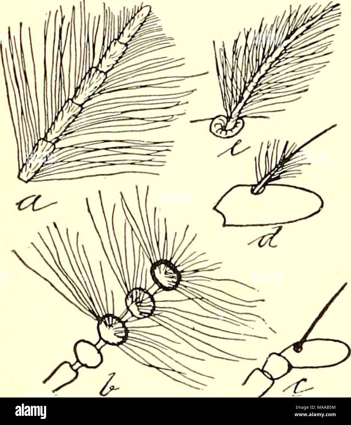 Plumose Antennae High Resolution Stock Photography and Images - Alamy