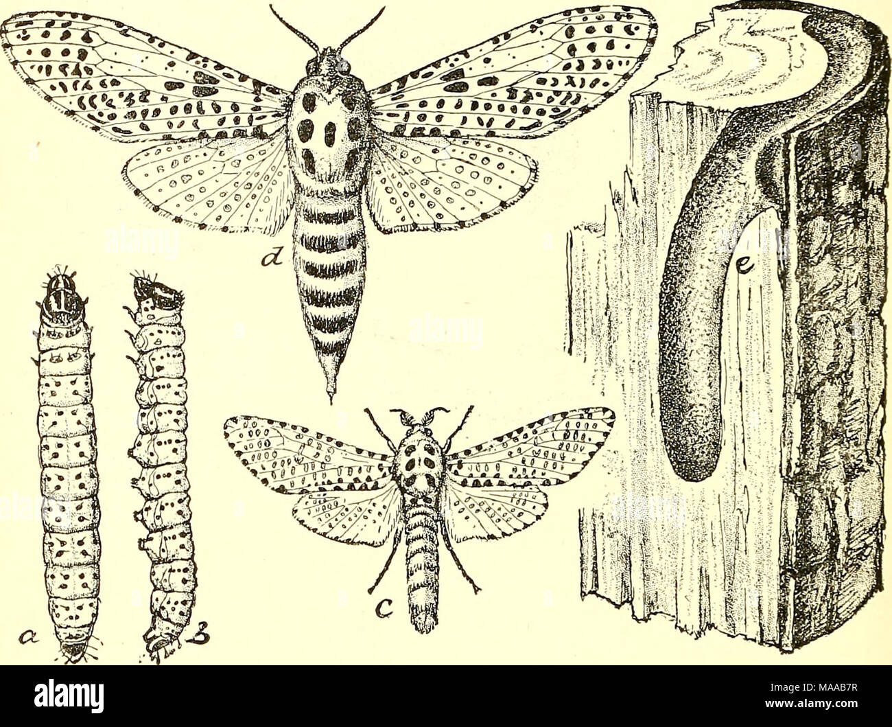 Leopard moth larva hi-res stock photography and images - Alamy