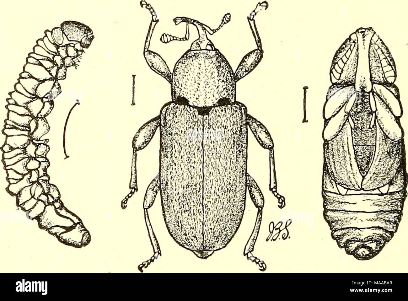 . Economic entomology for the farmer and fruit-grower [microform] : and ...