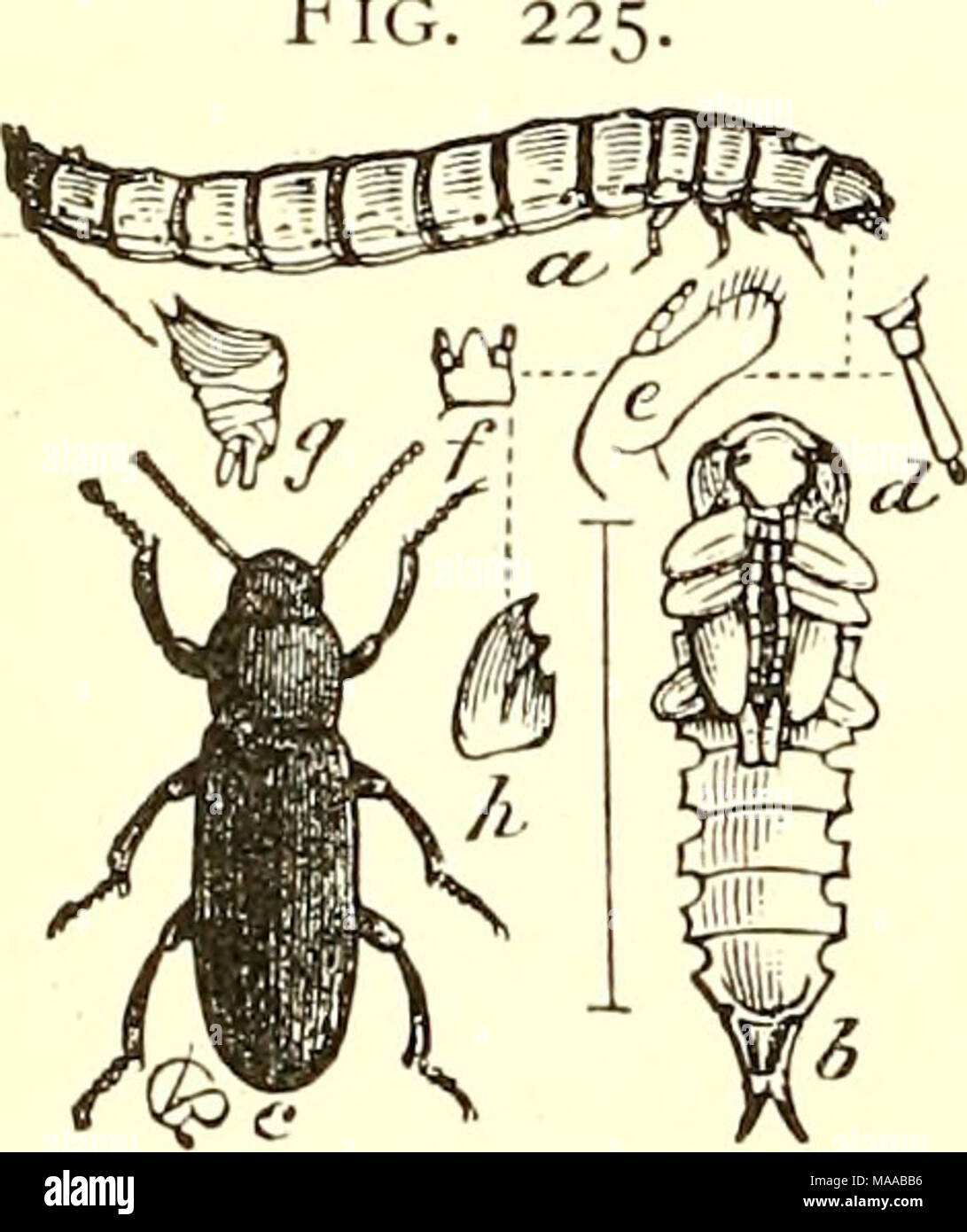 Structural pest treatment hi-res stock photography and images - Alamy