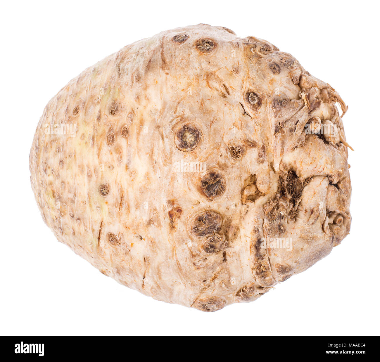 Celery root isolated on white background. Studio Photo Stock Photo - Alamy