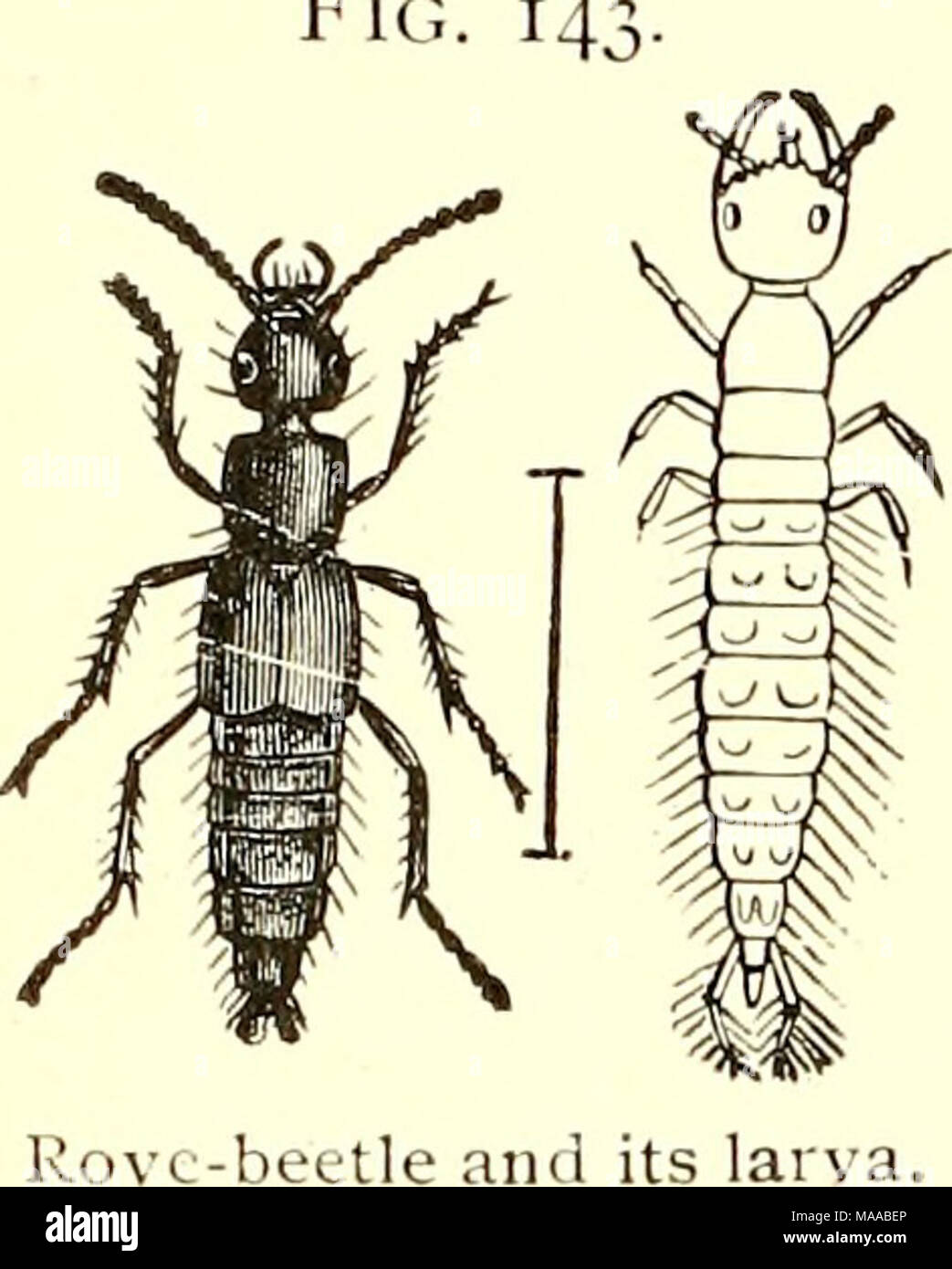 Pecu hi-res stock photography and images - Alamy