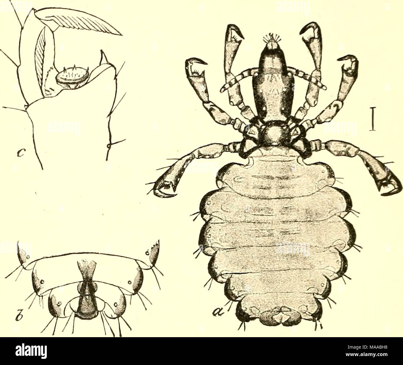 Scansorial hi-res stock photography and images - Alamy