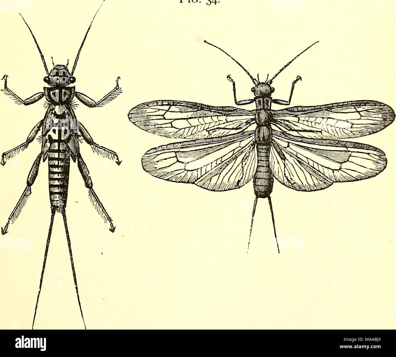 Stone fly larva hi-res stock photography and images - Alamy