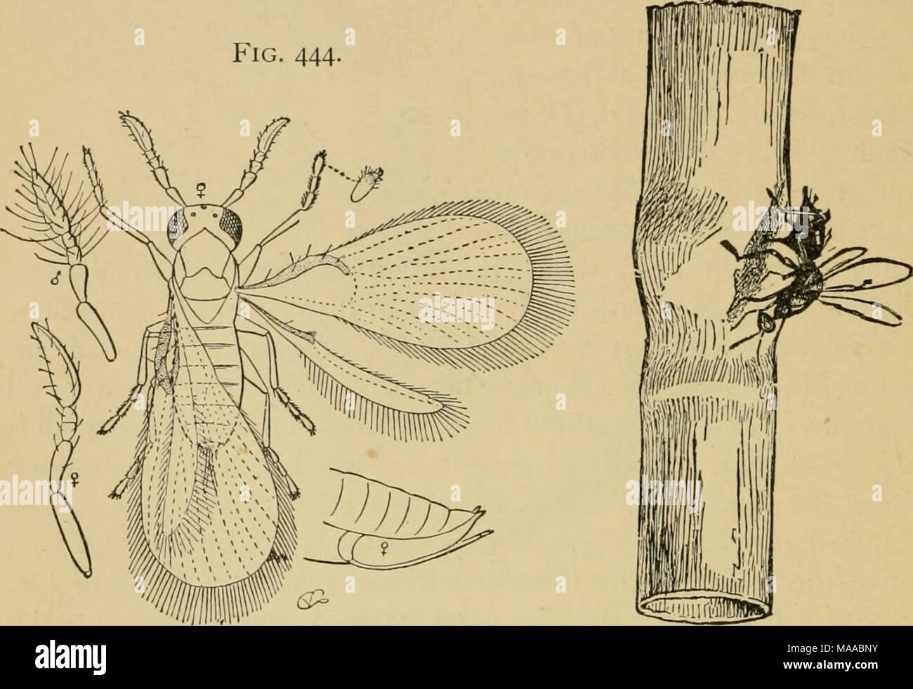 Trichogramma Evanescens