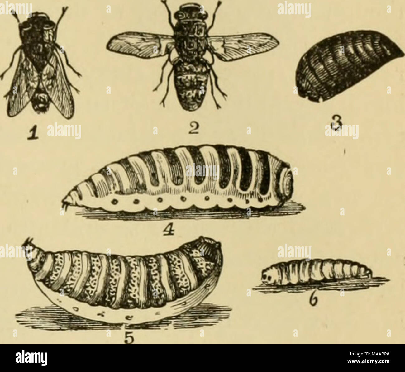 Bot flies hi-res stock photography and images - Alamy