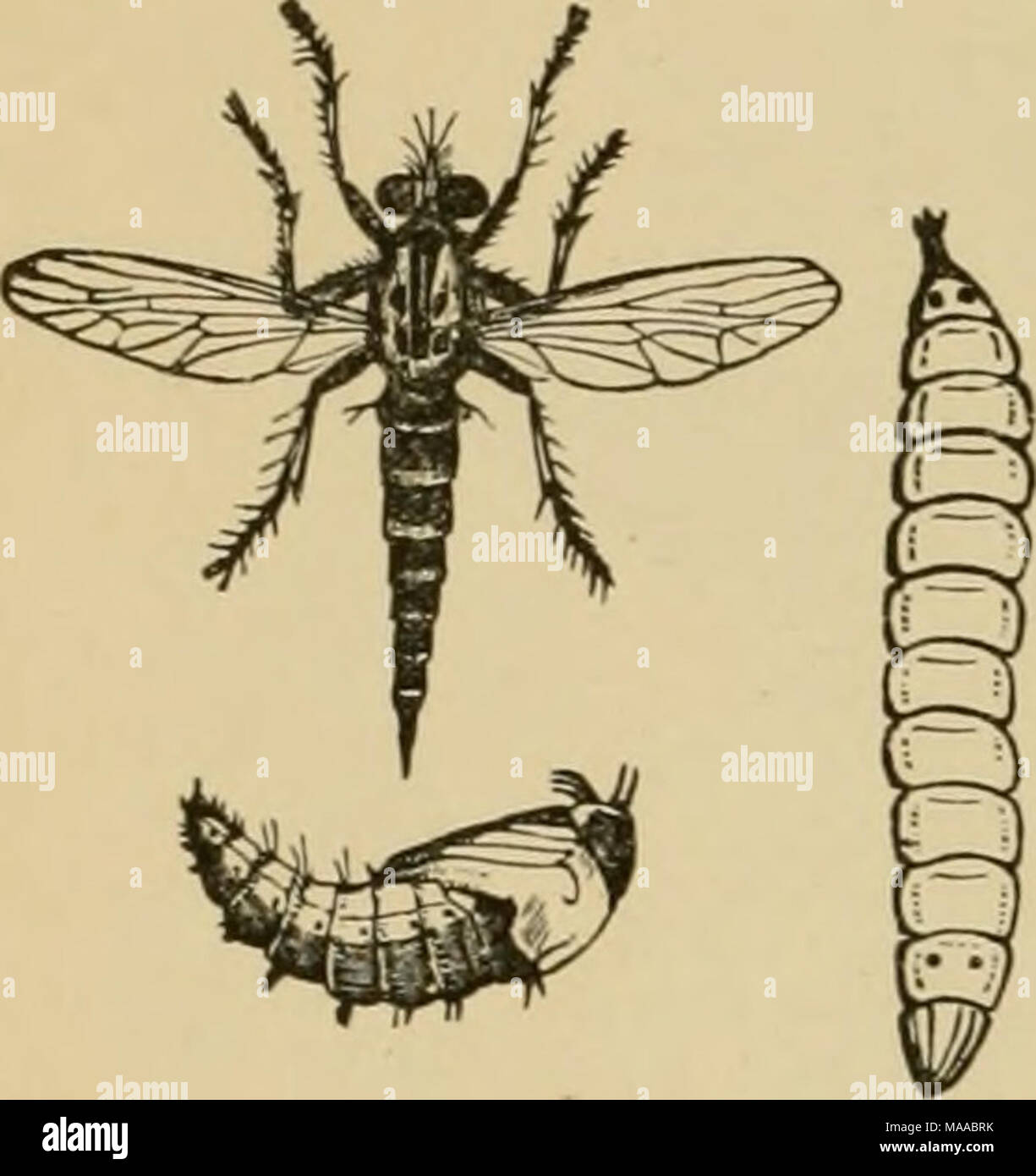 . Economic entomology for the farmer and the fruit grower, and for use ...