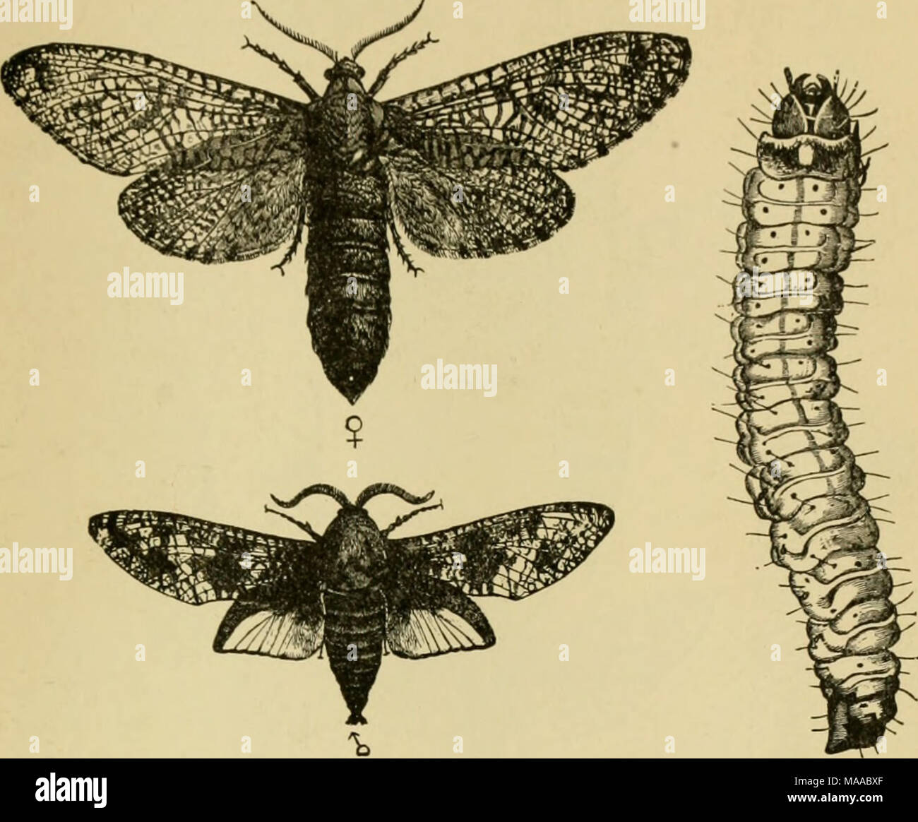 . Economic entomology for the farmer and the fruit grower, and for use ...