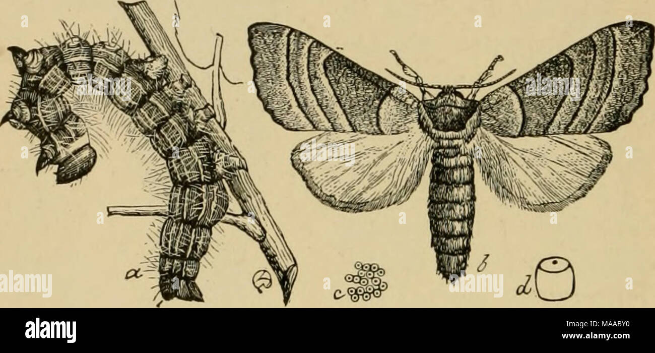 Walnut moths hi-res stock photography and images - Alamy