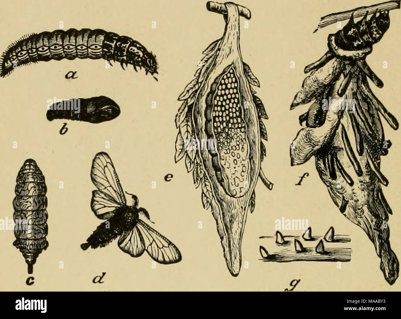 Bag worm moth hi-res stock photography and images - Alamy