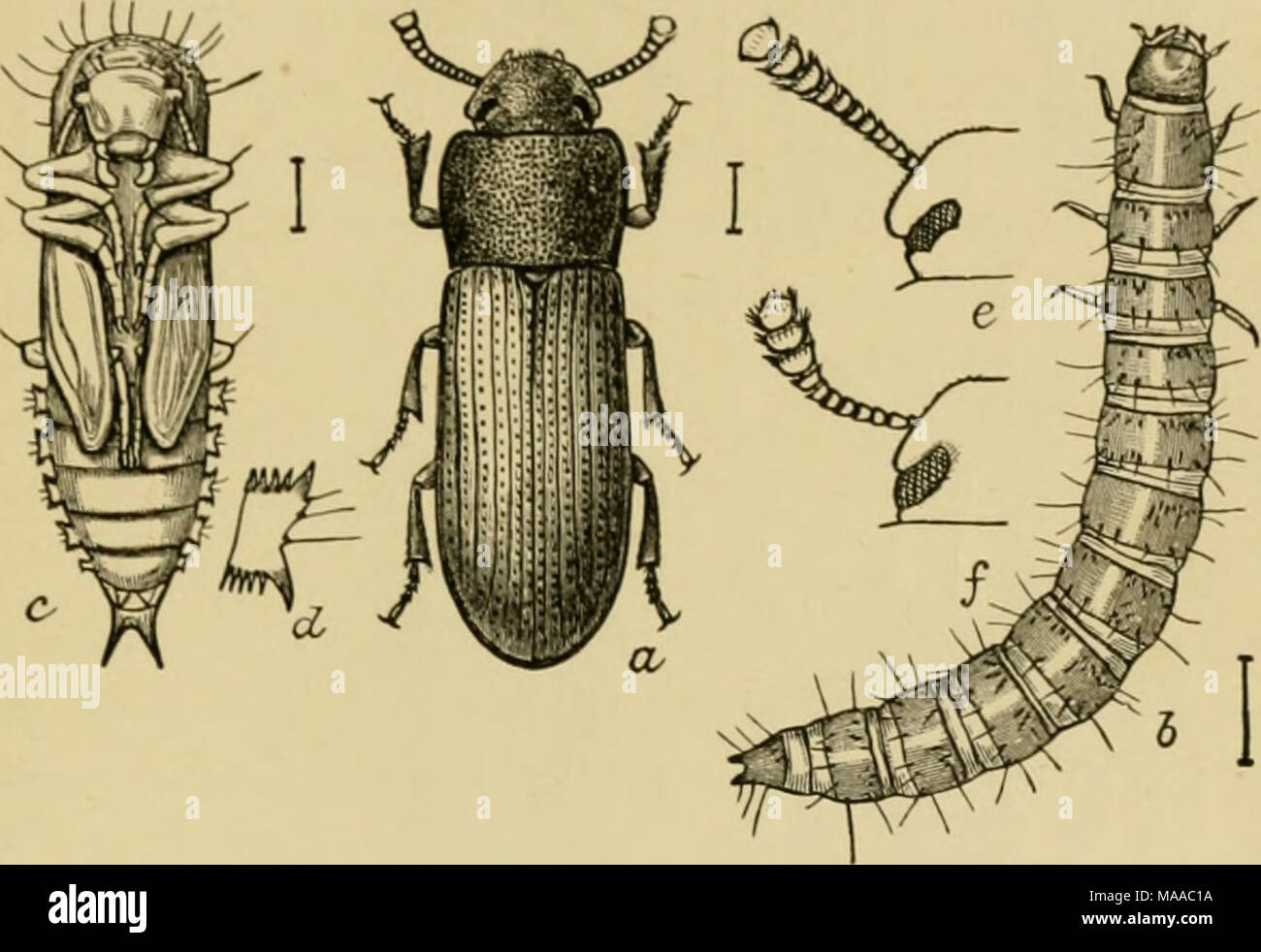 . Economic entomology for the farmer and the fruit grower, and for use ...